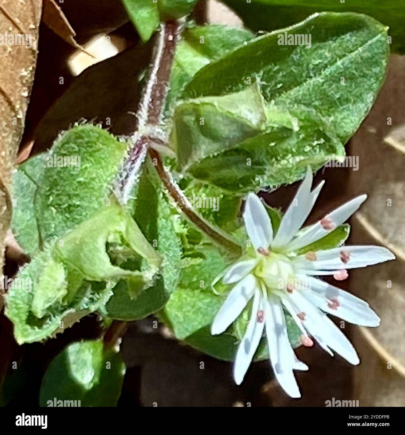 star chickweed (Stellaria pubera Stock Photo - Alamy