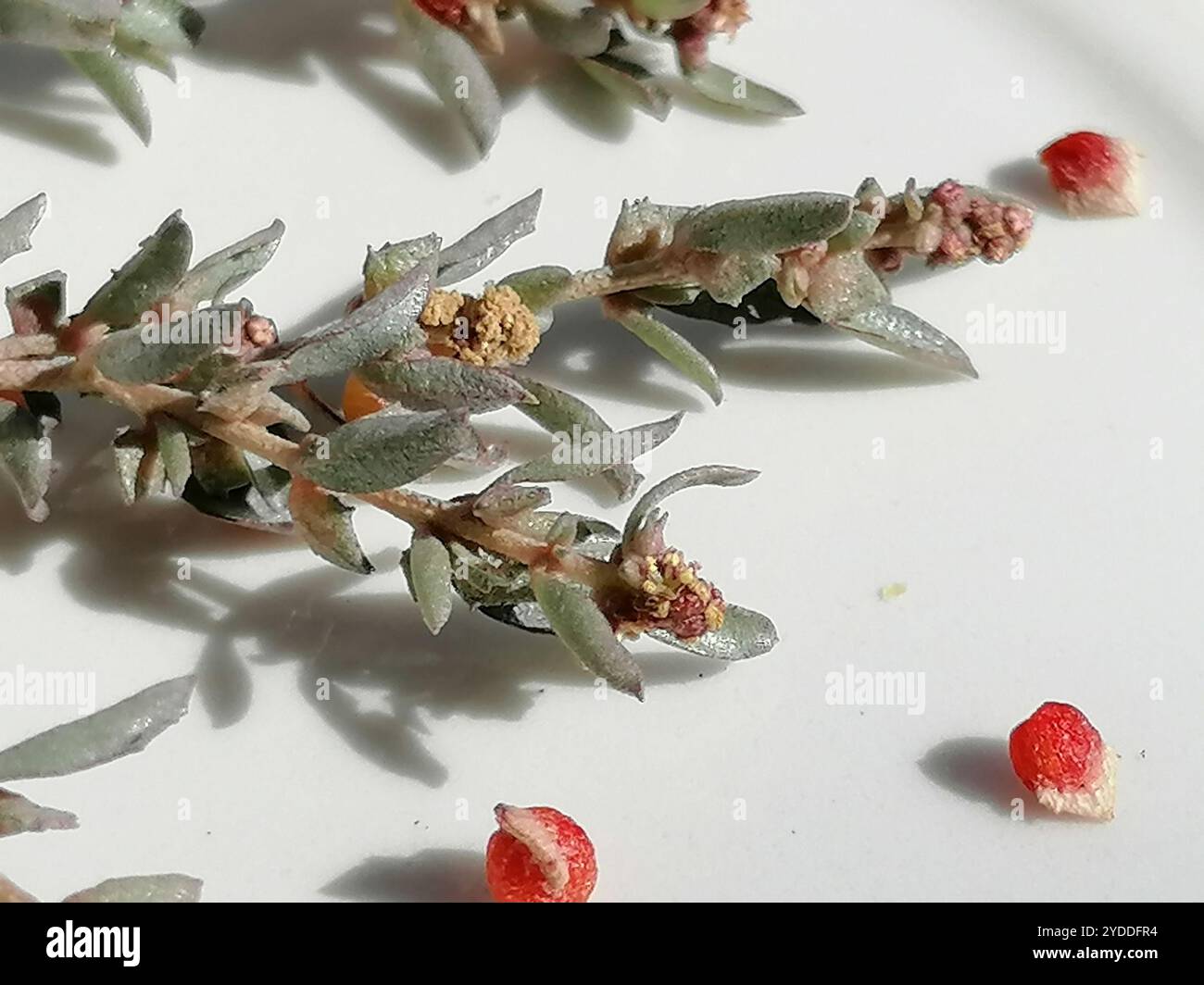 berry saltbush (Atriplex semibaccata Stock Photo - Alamy