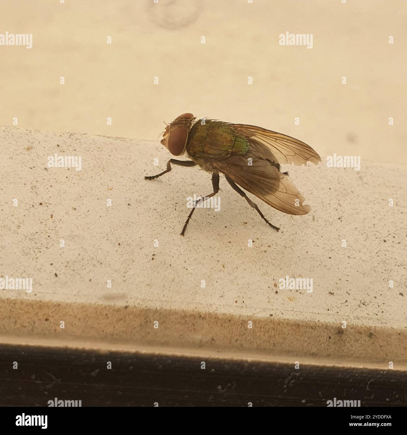 Calyptrate hi-res stock photography and images - Alamy
