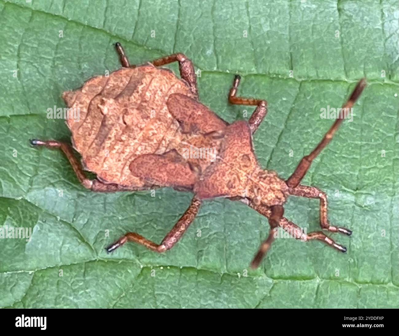 Dock Bug (Coreus marginatus Stock Photo - Alamy