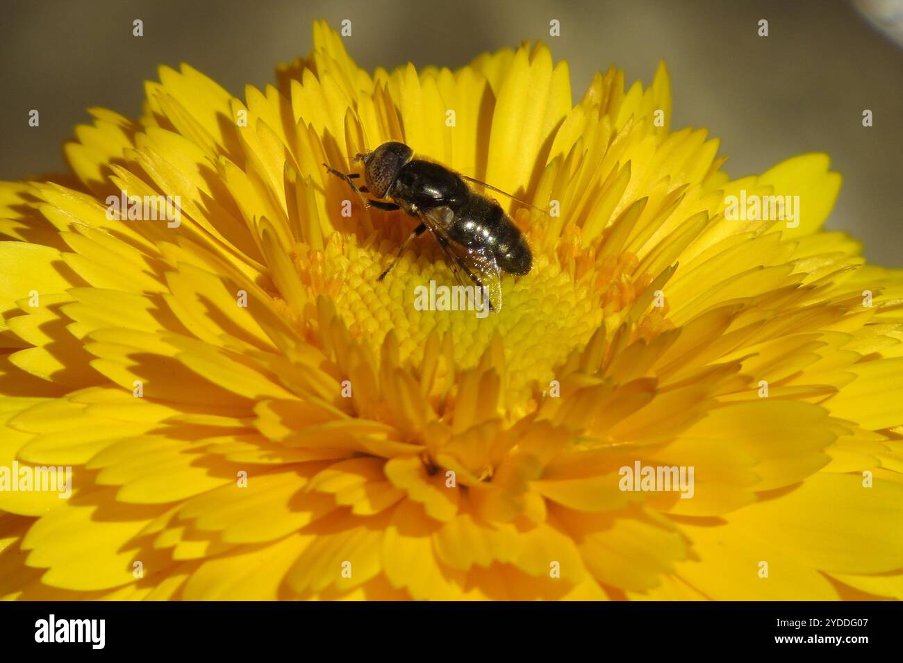 Common Lagoon Fly (Eristalinus aeneus Stock Photo - Alamy