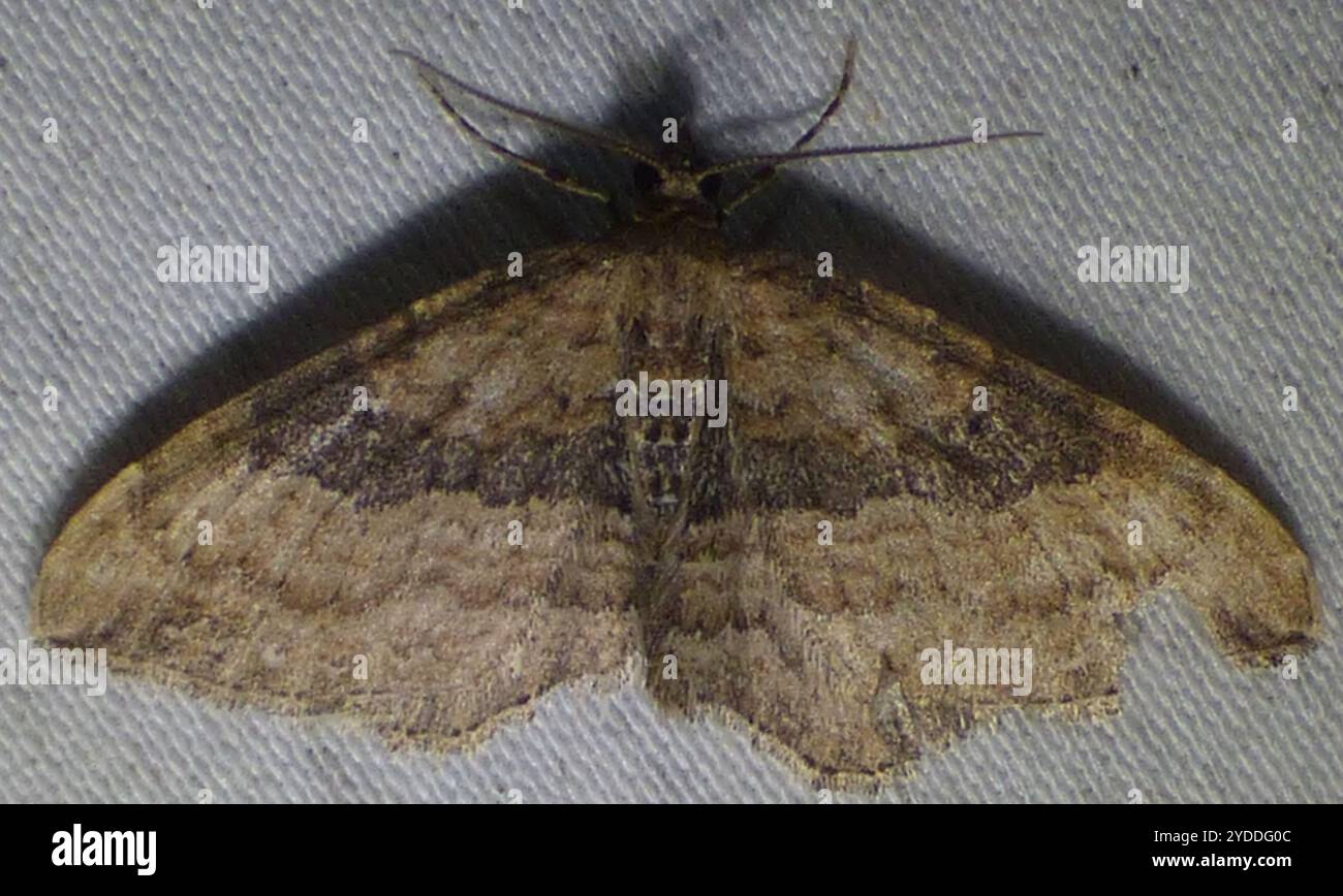 Gem Moth (Orthonama obstipata Stock Photo - Alamy