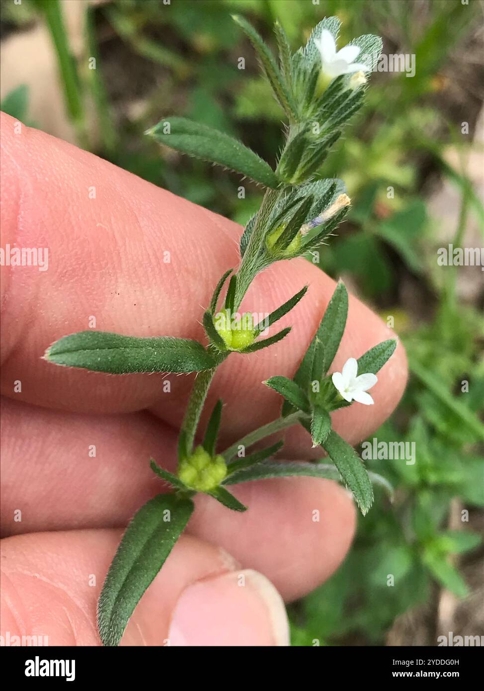 corn gromwell (Buglossoides arvensis Stock Photo - Alamy