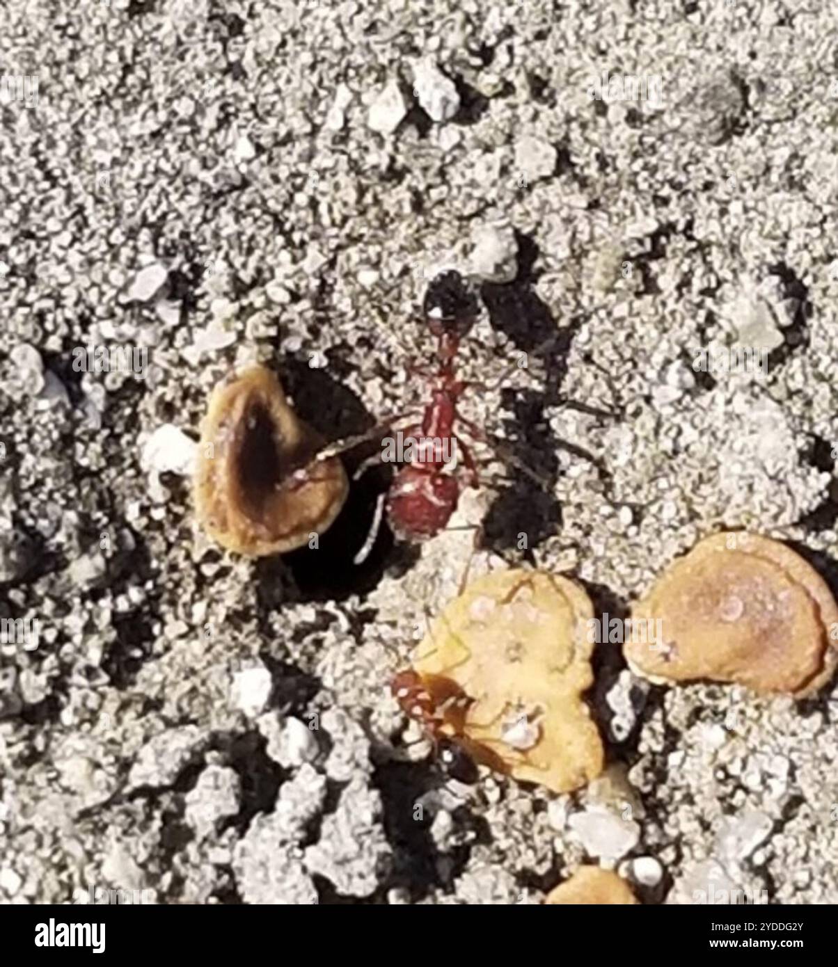 California Harvester Ant (Pogonomyrmex californicus Stock Photo - Alamy