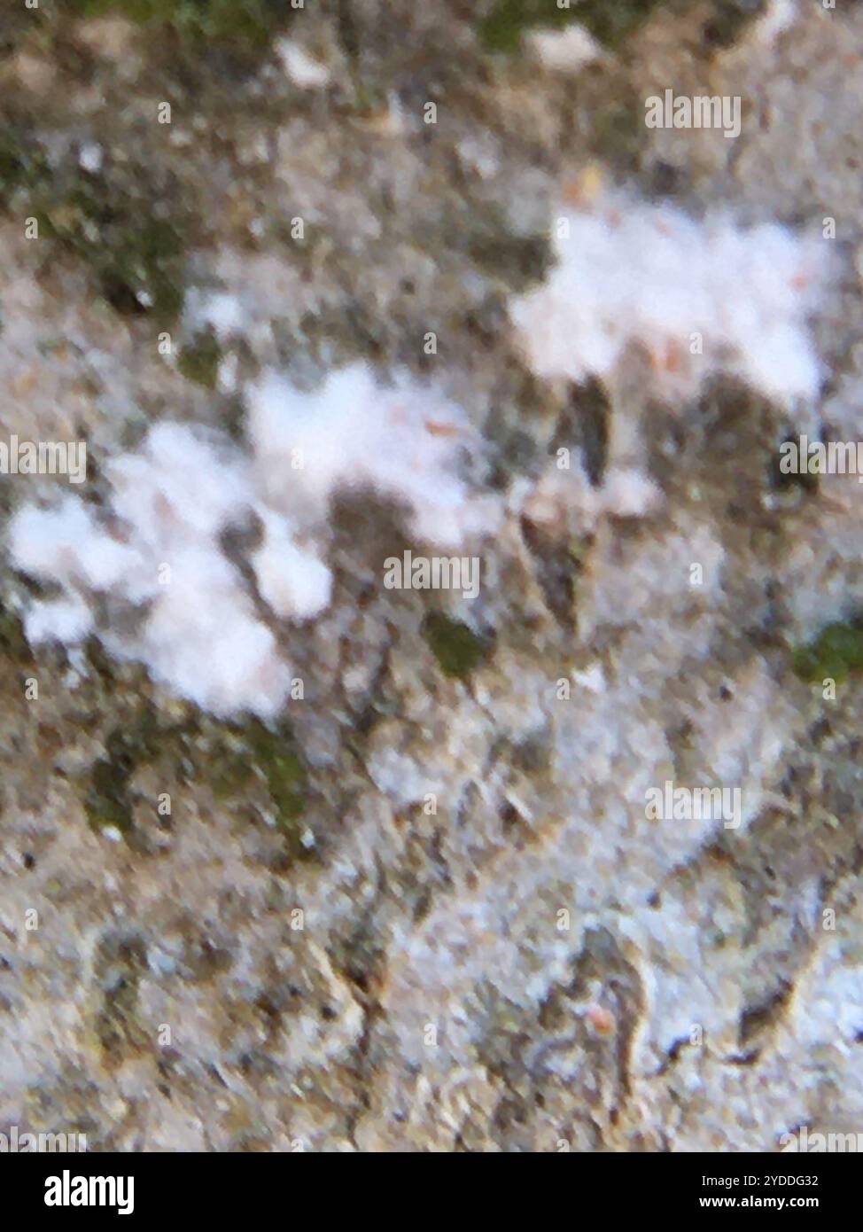 Beech Scale (Cryptococcus fagisuga Stock Photo - Alamy