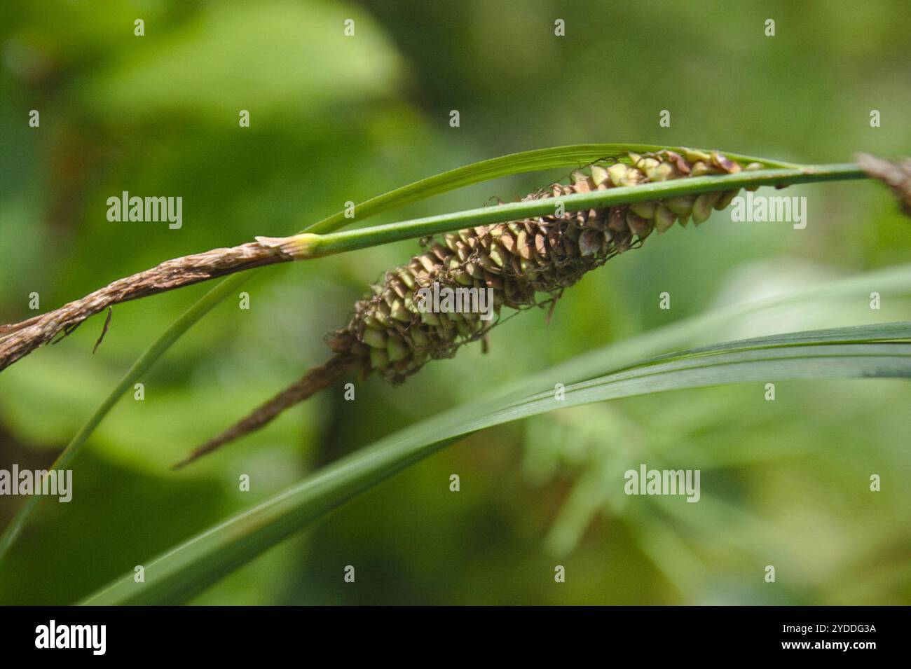 water sedge (Carex aquatilis Stock Photo - Alamy