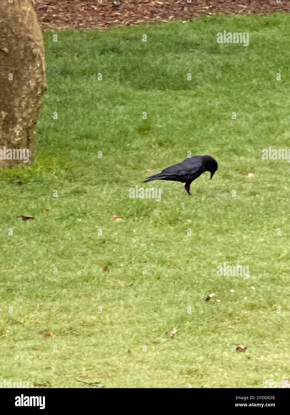 American Crow (Corvus brachyrhynchos Stock Photo - Alamy