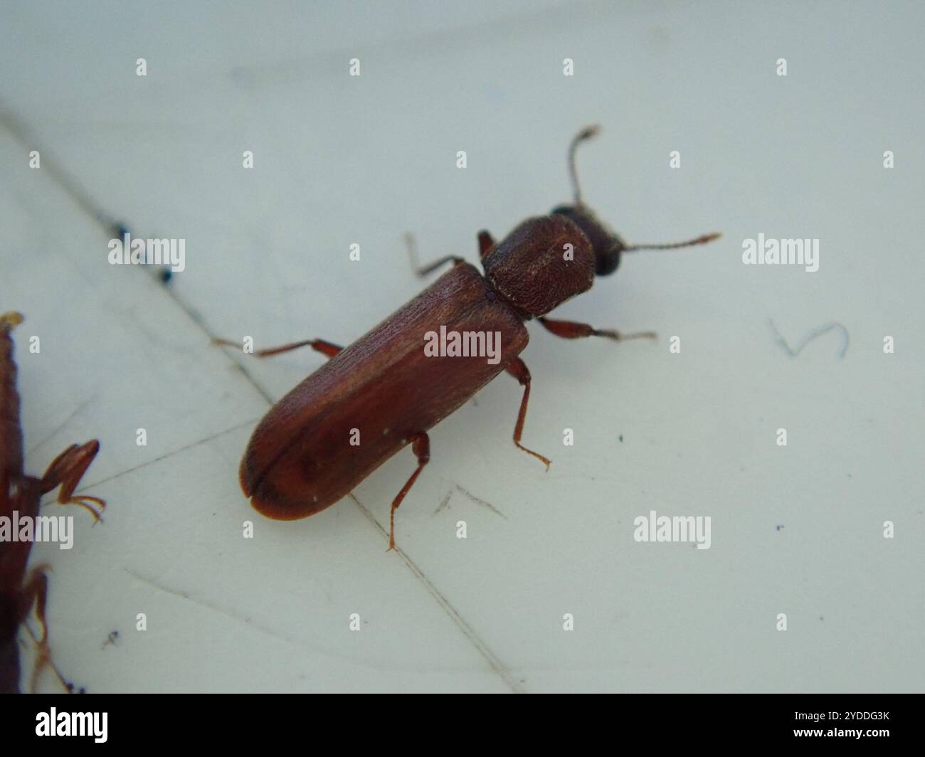 Powder Post Beetle (Lyctus brunneus Stock Photo - Alamy