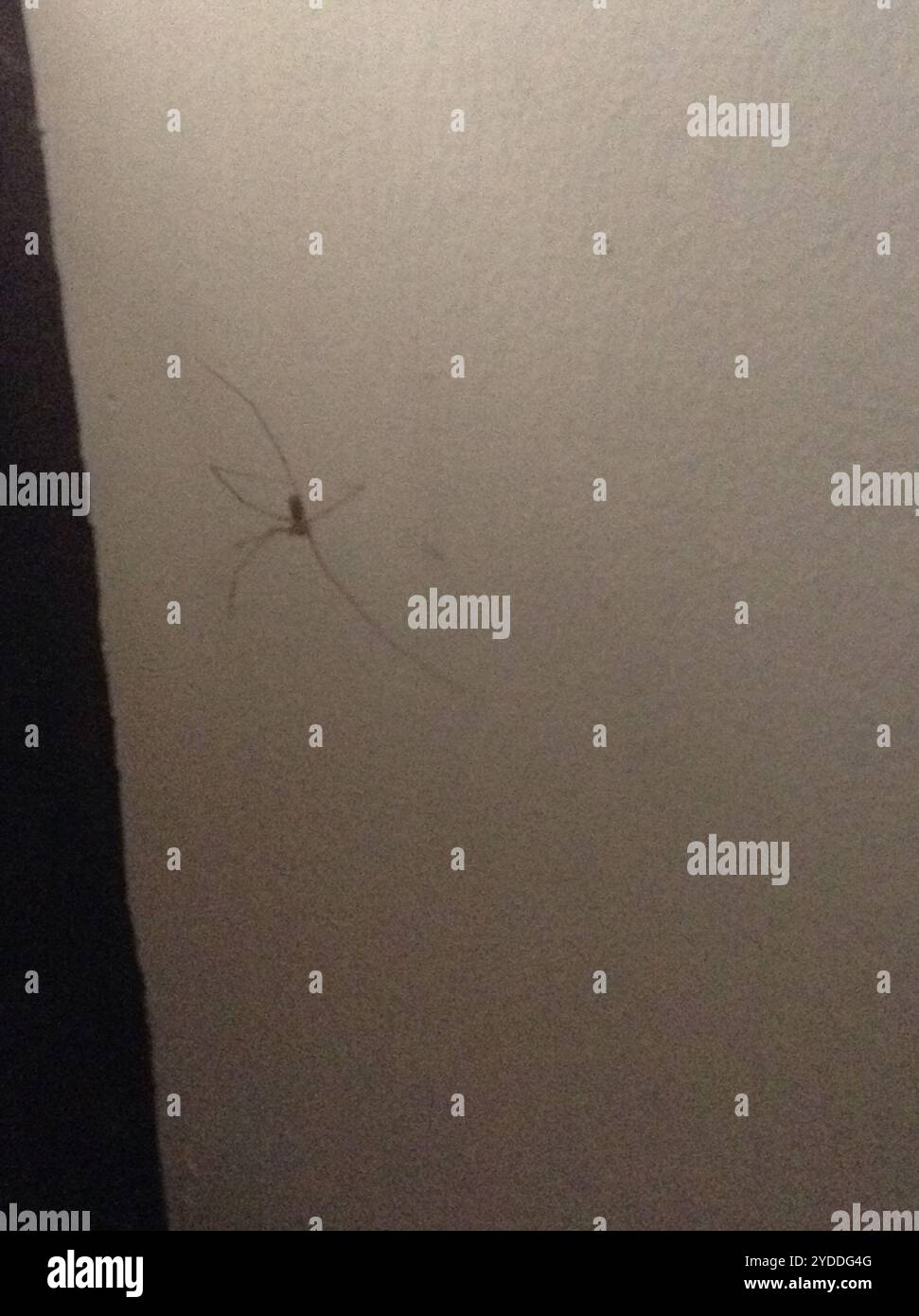 Common Cellar Spiders (Pholcus Stock Photo - Alamy