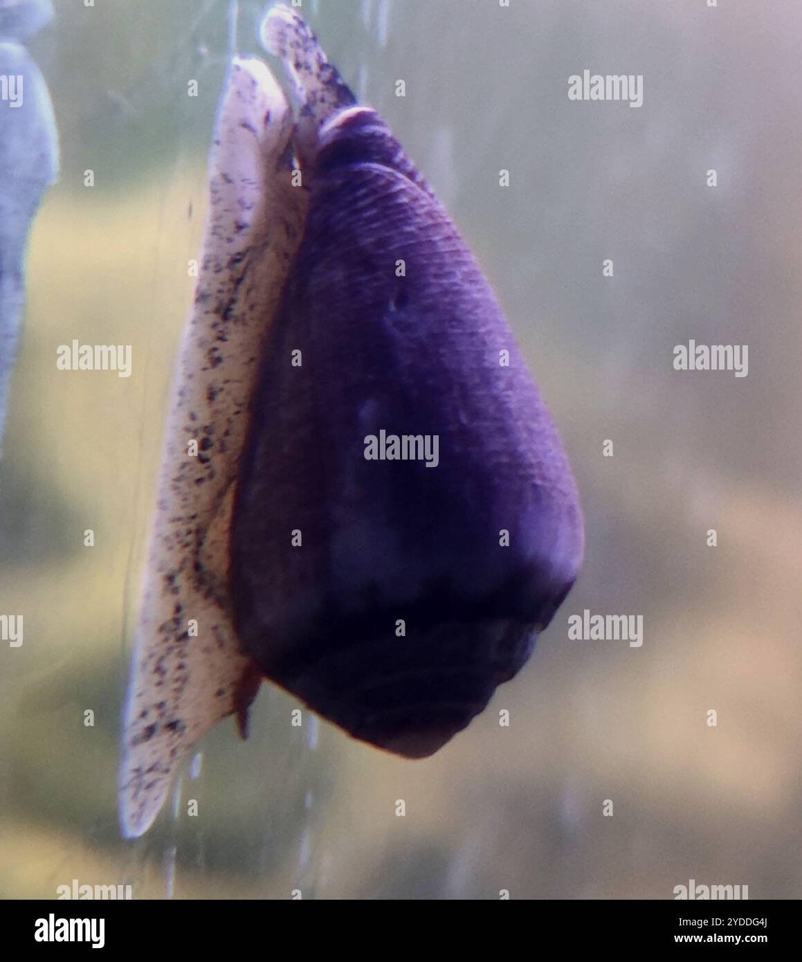 California Cone (Californiconus californicus Stock Photo - Alamy