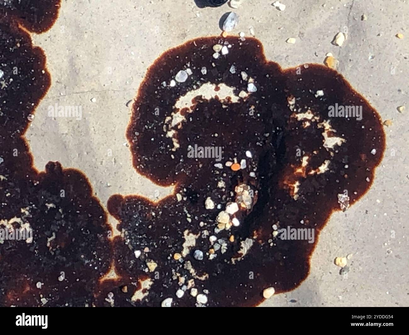 encrusting red algae (Mastocarpus Stock Photo - Alamy