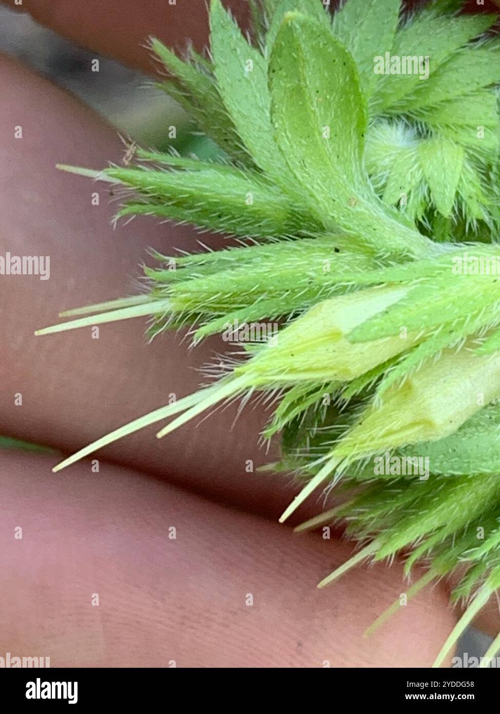 Marbleseed hi-res stock photography and images - Alamy