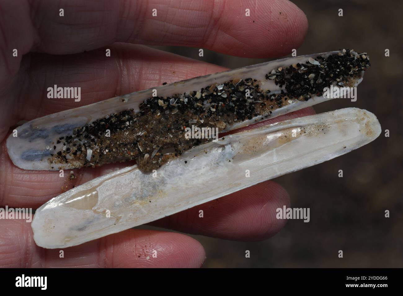 Pod Razor (Pharus legumen Stock Photo - Alamy