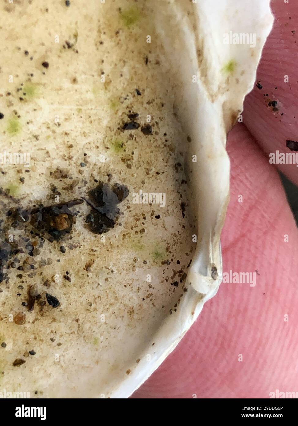 White Macoma (Rexithaerus secta Stock Photo - Alamy