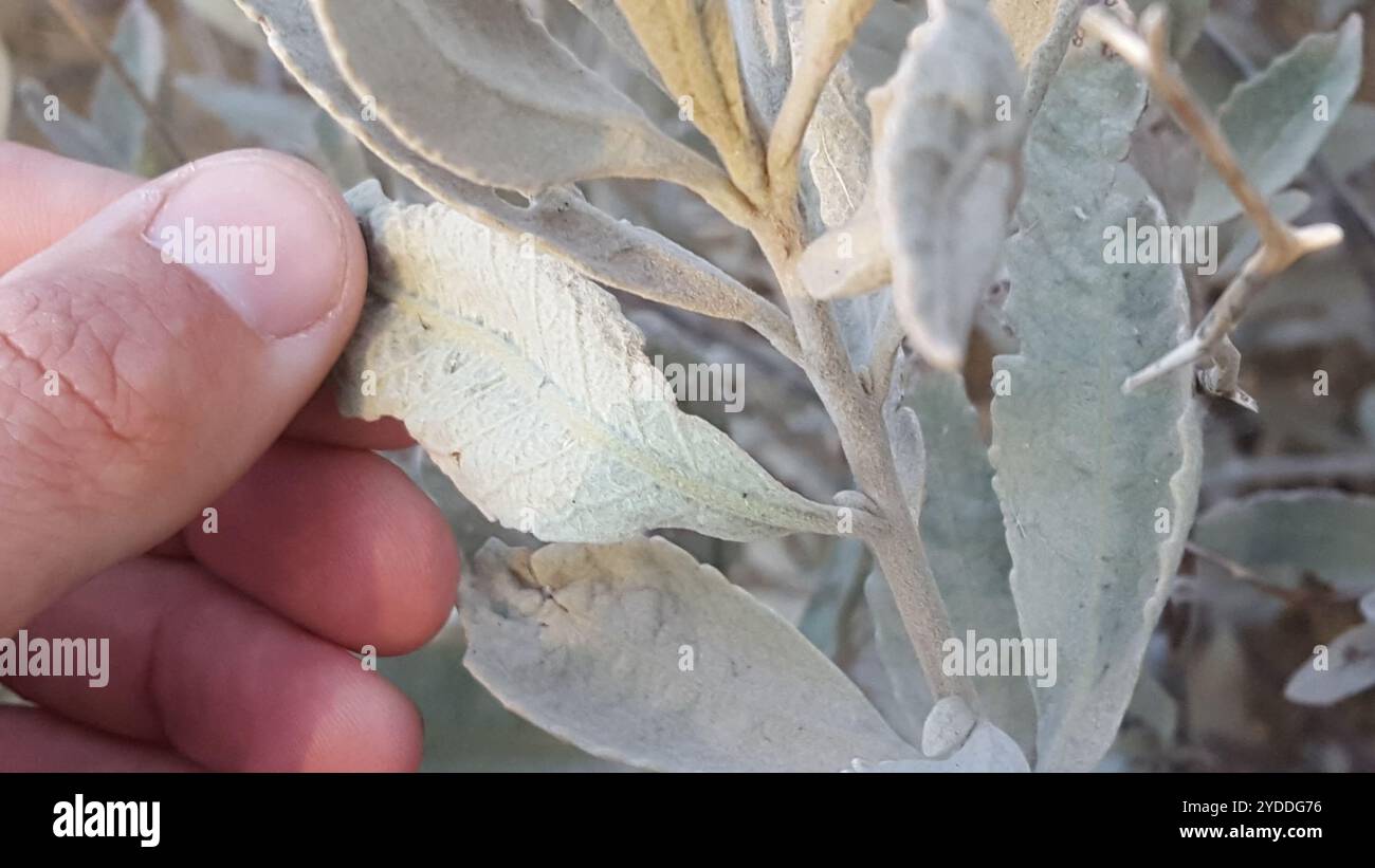 Woolly Yerba Santa (Eriodictyon tomentosum Stock Photo - Alamy
