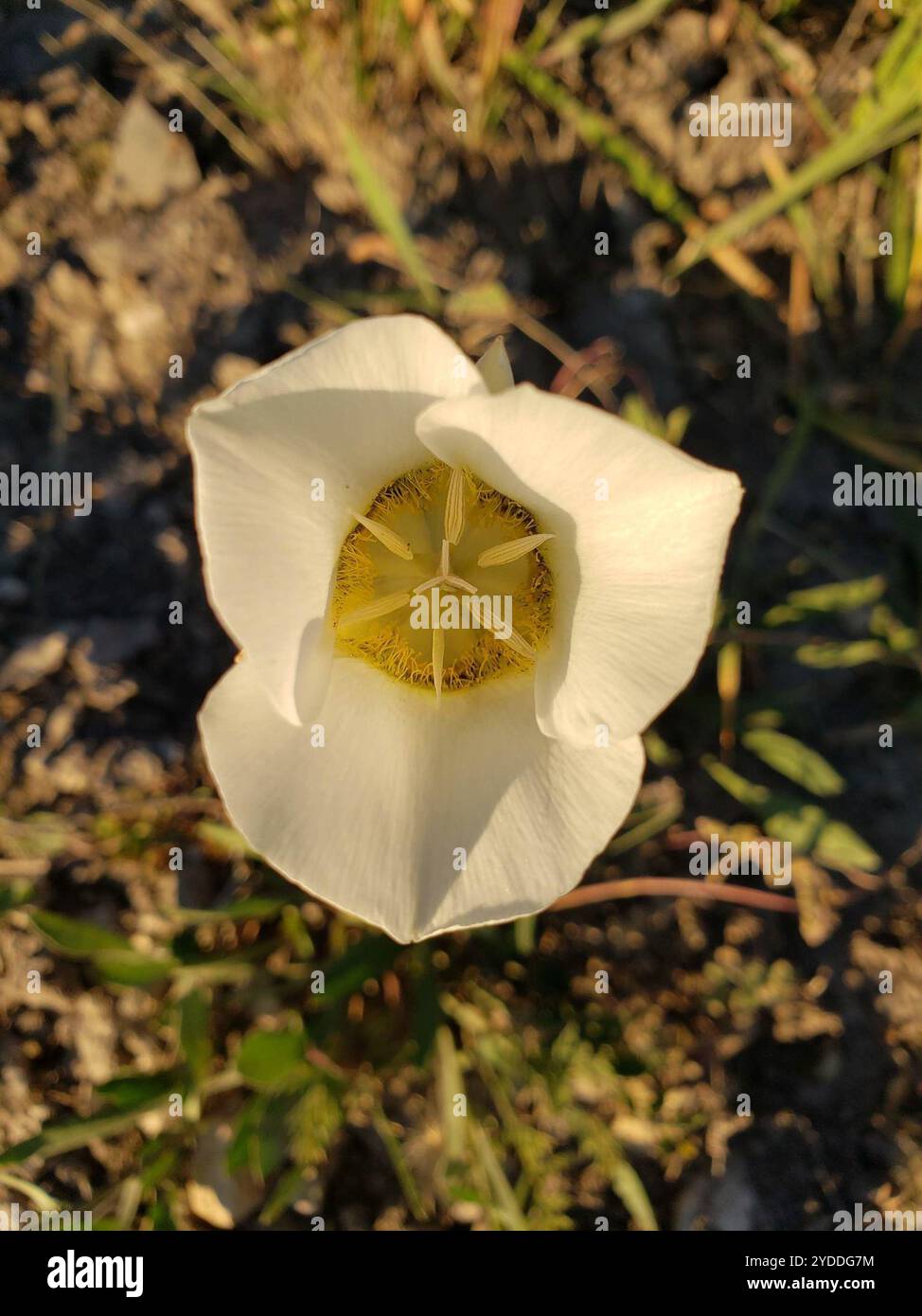 Gunnison's Mariposa Lily (Calochortus gunnisonii Stock Photo - Alamy