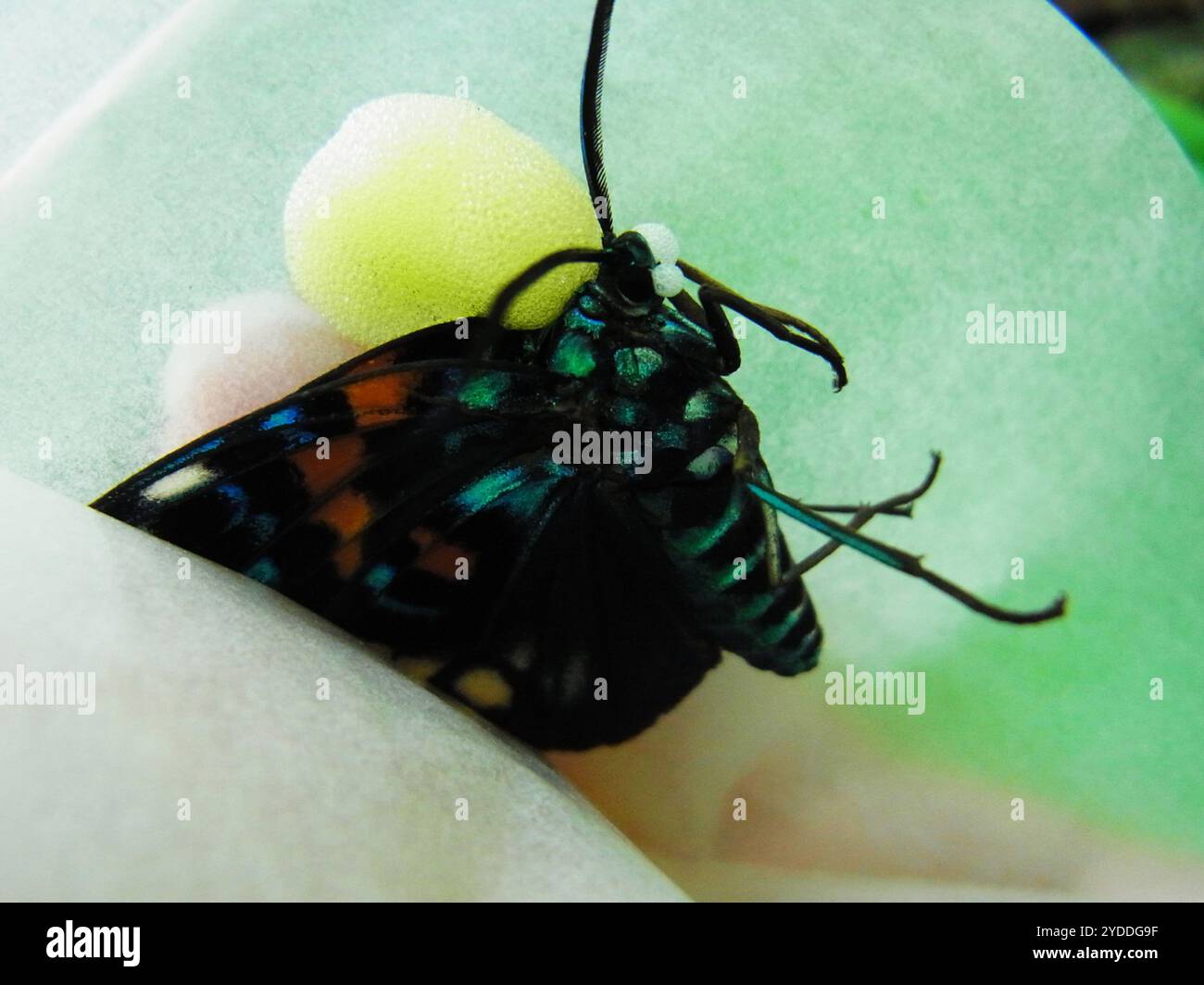 Erasmia hi-res stock photography and images - Alamy