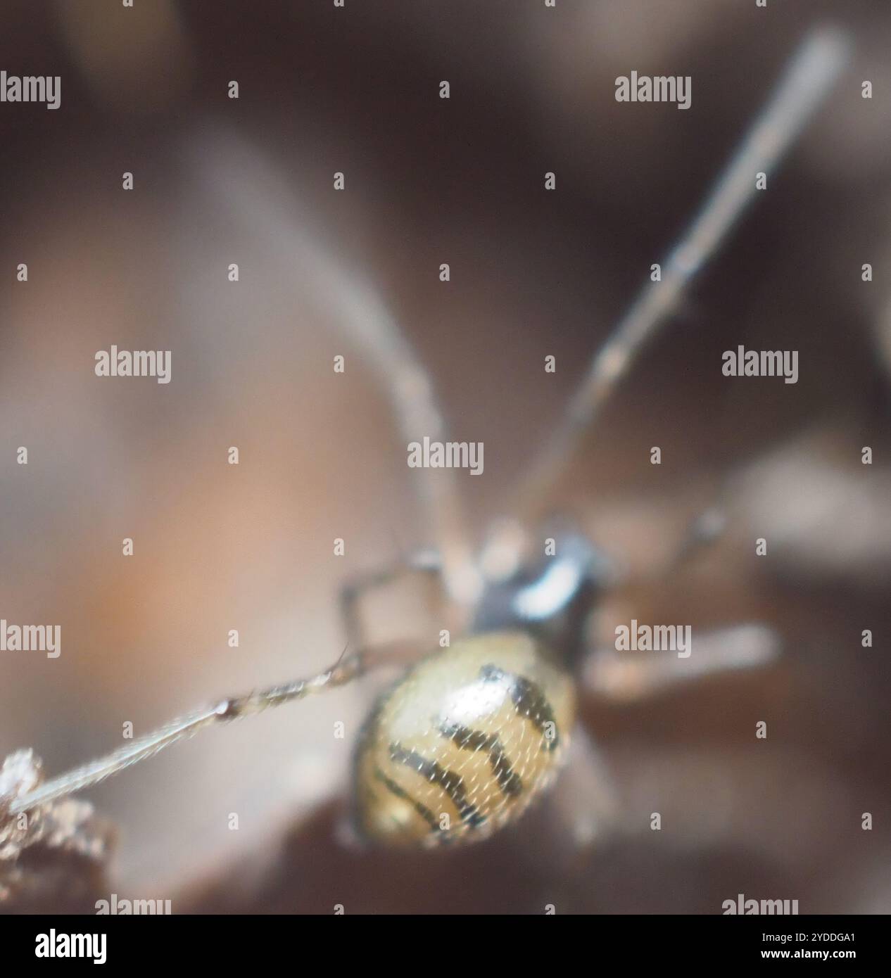 Sheetweb and Dwarf Weavers (Linyphiidae Stock Photo - Alamy