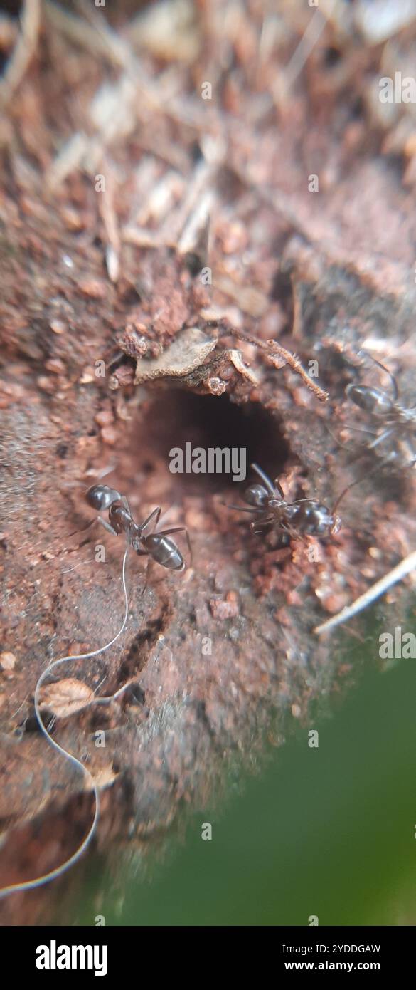 Pyramid Ants (Dorymyrmex Stock Photo - Alamy
