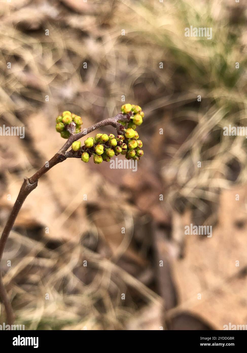 fragrant sumac (Rhus aromatica Stock Photo - Alamy
