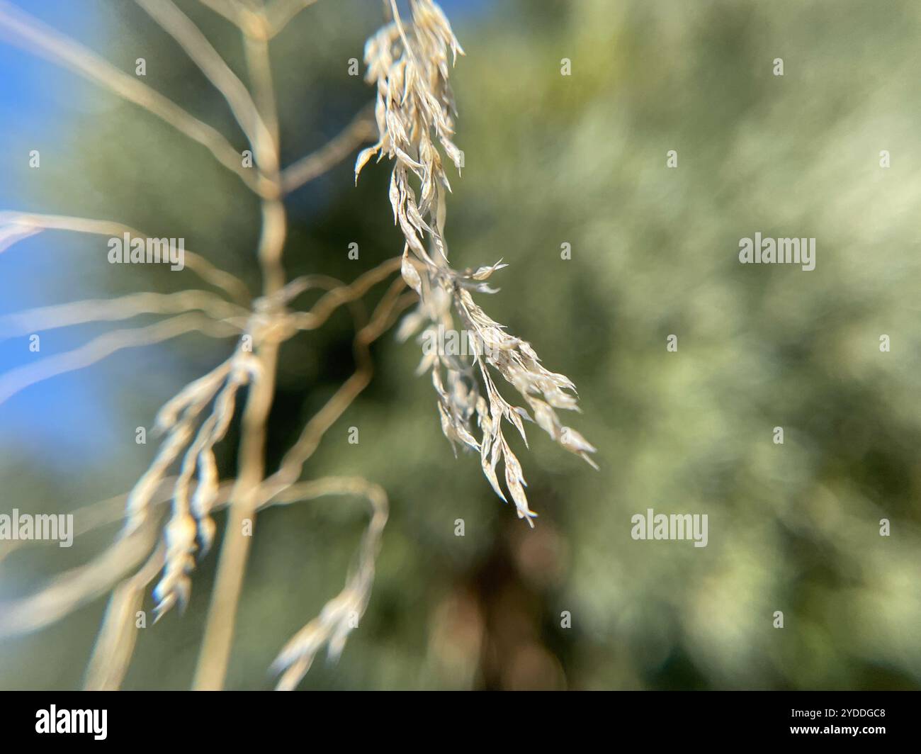 Smilo Grass (Oloptum miliaceum Stock Photo - Alamy