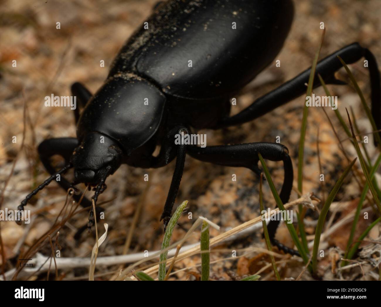 Armored Stink Beetle (Eleodes armata Stock Photo - Alamy