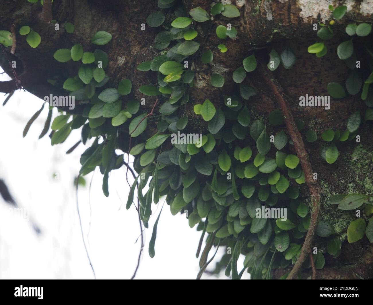 Green penny fern (Lemmaphyllum microphyllum Stock Photo - Alamy