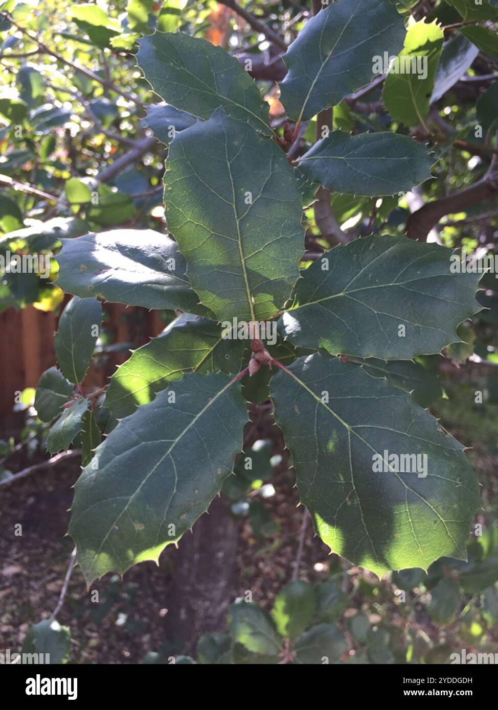 interior live oak (Quercus wislizeni Stock Photo - Alamy