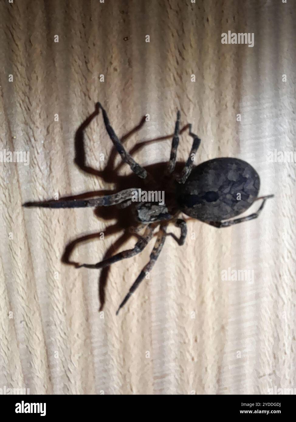Mediterranean Spiny False Wolf Spider (Zoropsis spinimana Stock Photo ...