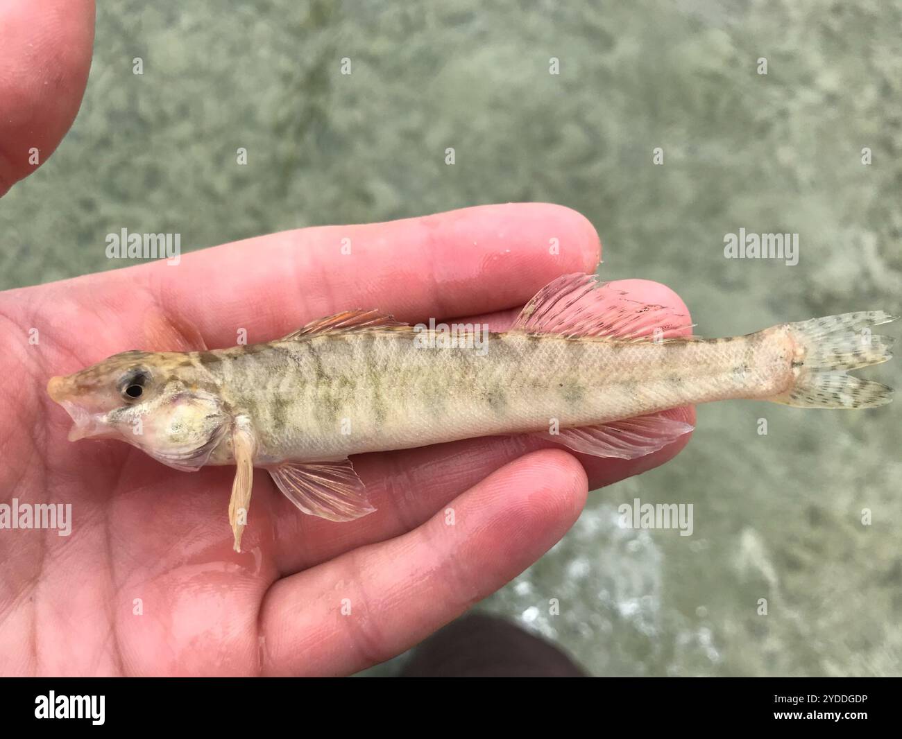 Texas Logperch (Percina carbonaria Stock Photo - Alamy