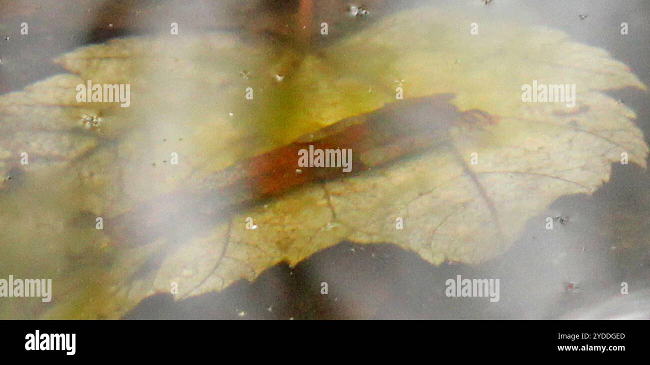 Giant Casemaker Caddisflies (Phryganeidae Stock Photo - Alamy