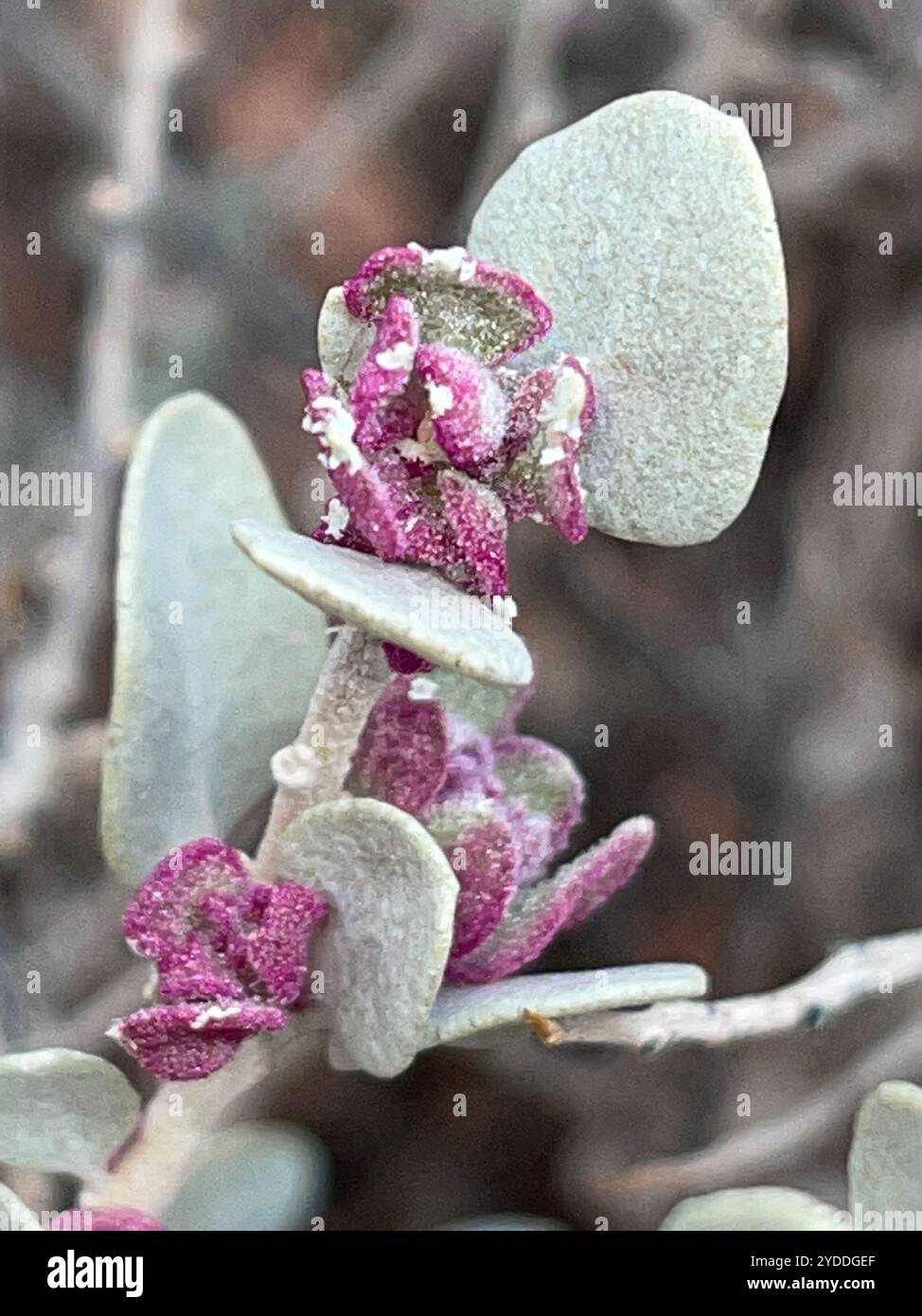 Shadscale Saltbush (Atriplex confertifolia Stock Photo - Alamy