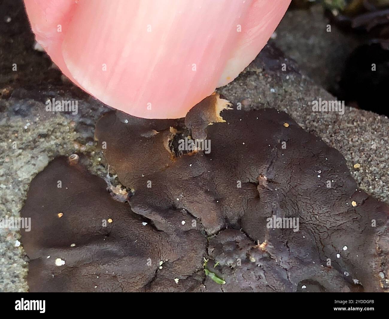 green spongy cushion (Codium setchellii Stock Photo - Alamy