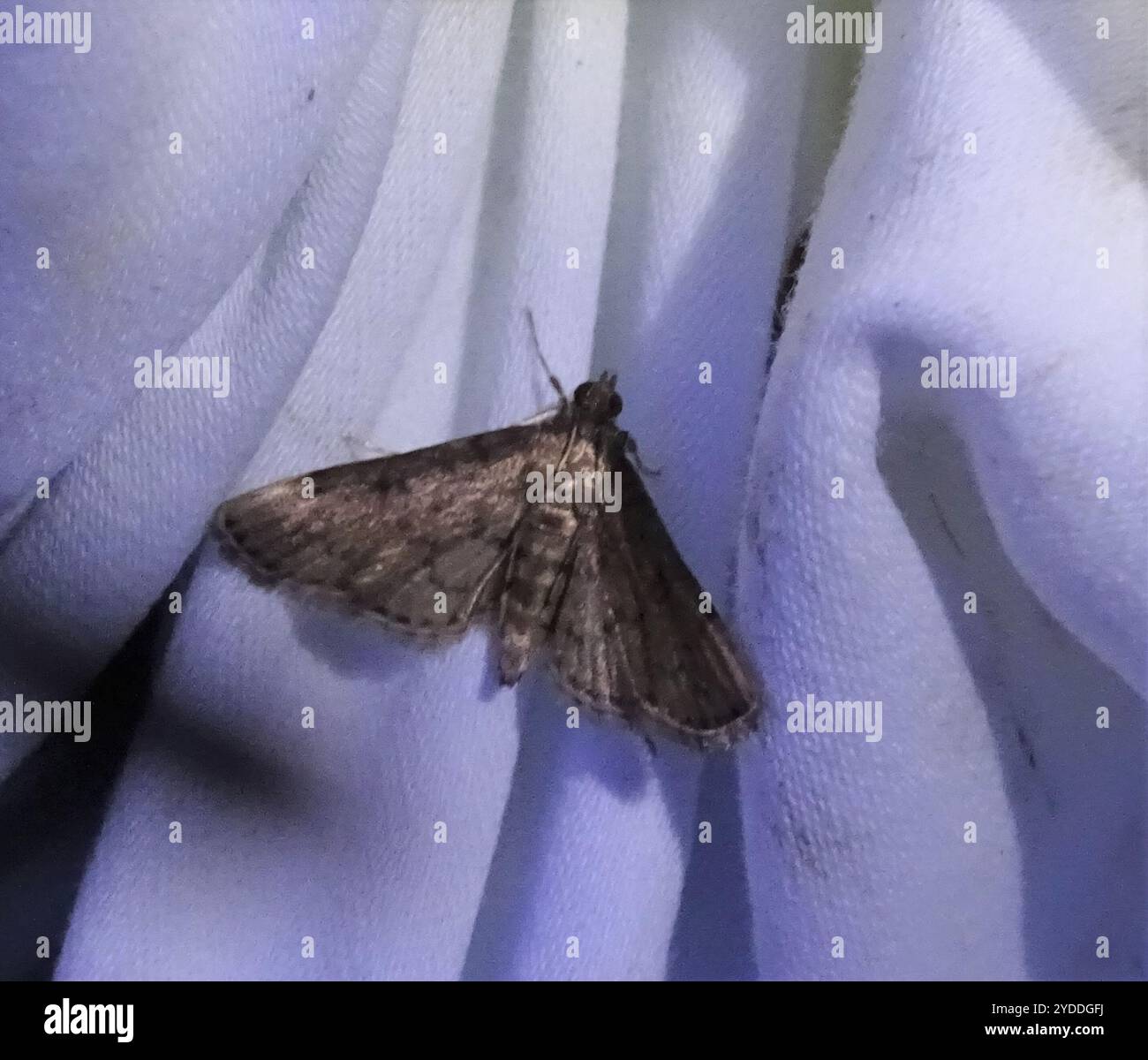 Herpetogramma hi-res stock photography and images - Alamy