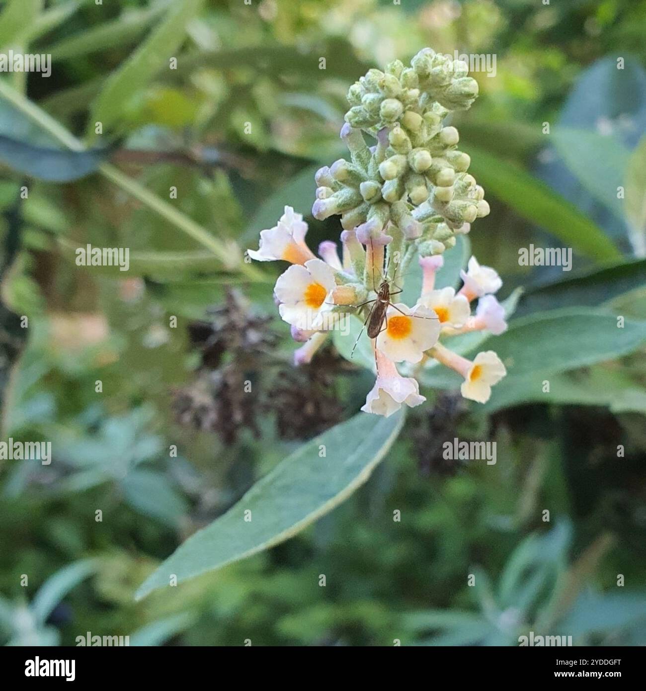 Striped Mosquito (Aedes notoscriptus Stock Photo - Alamy