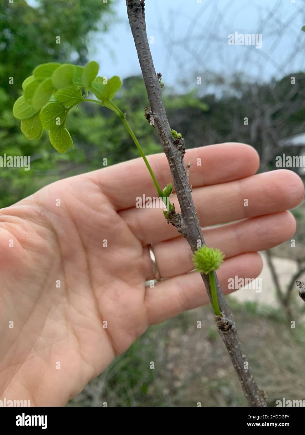 Golden-ball Lead Tree (Leucaena retusa Stock Photo - Alamy