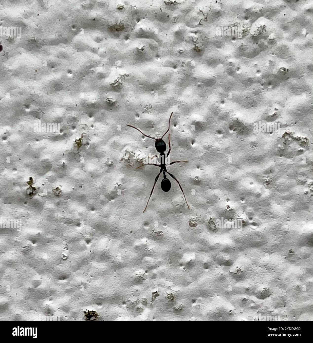 Collared ants hi-res stock photography and images - Alamy