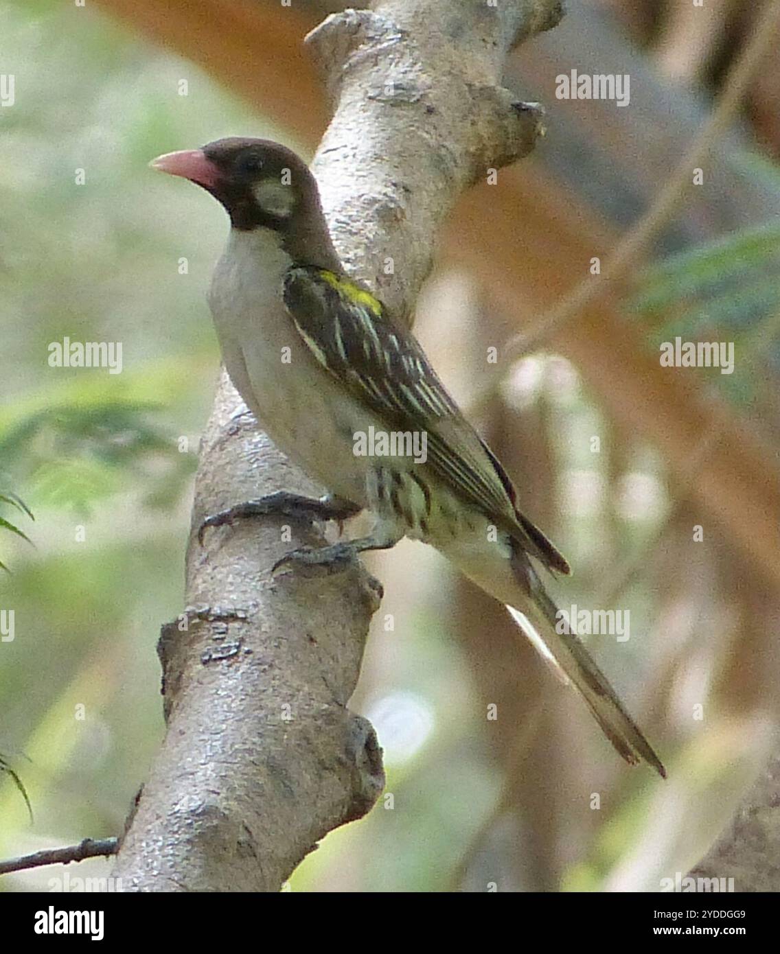 Greater Honeyguide (Indicator indicator Stock Photo - Alamy