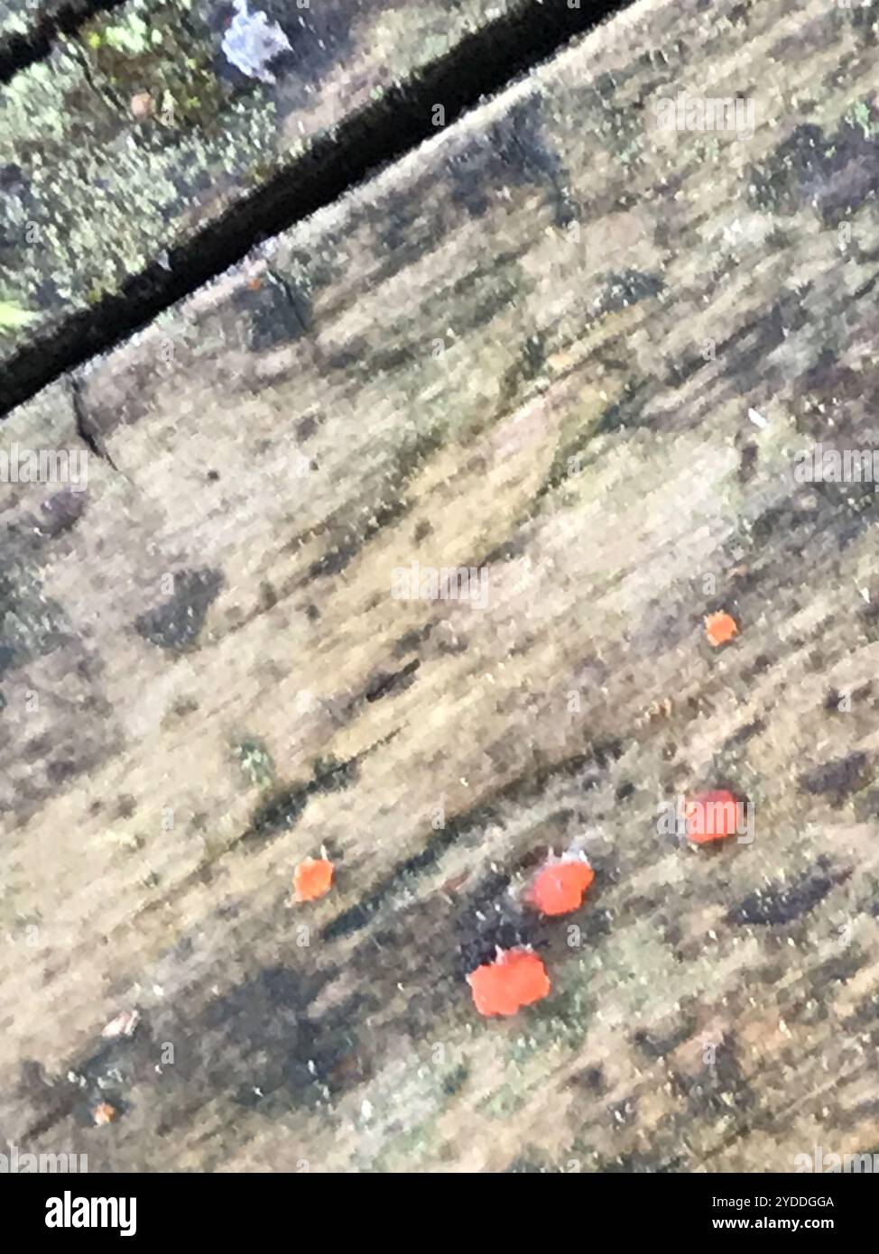 Red Raspberry Slime Mold (Tubifera ferruginosa Stock Photo - Alamy