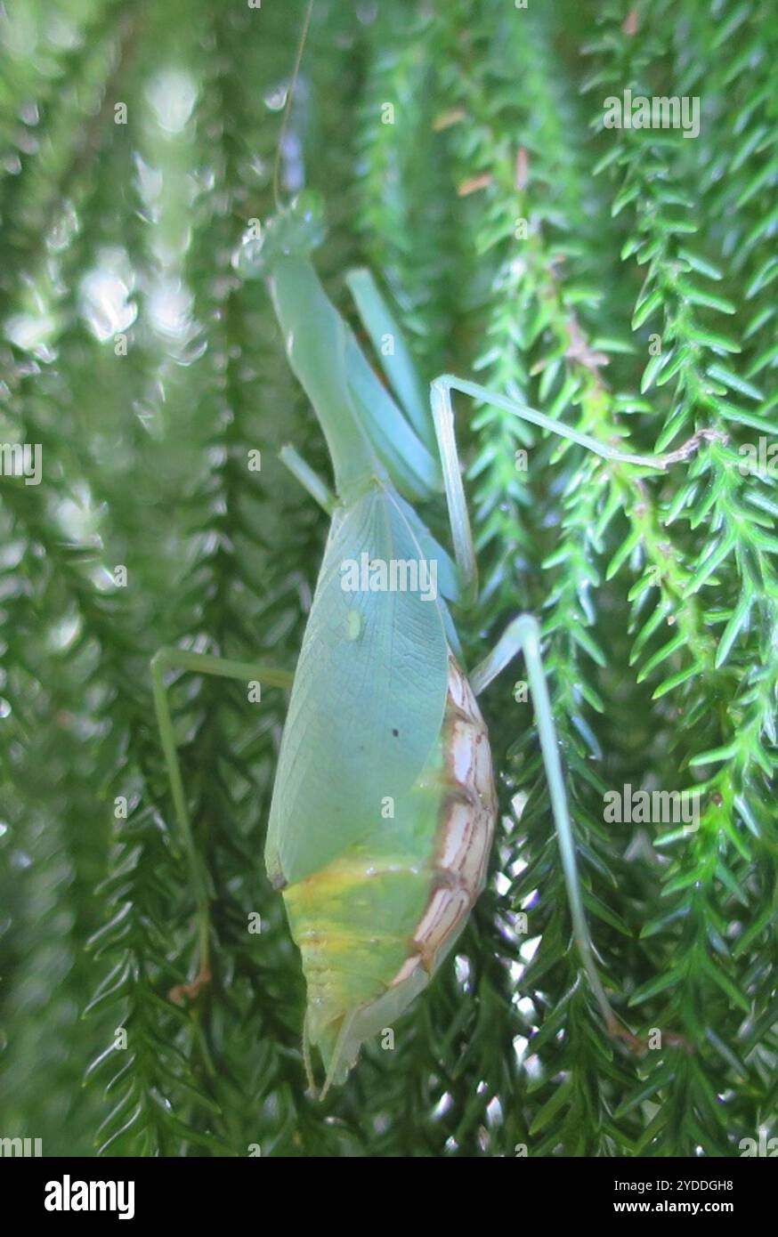 South African Mantis (Miomantis caffra Stock Photo - Alamy