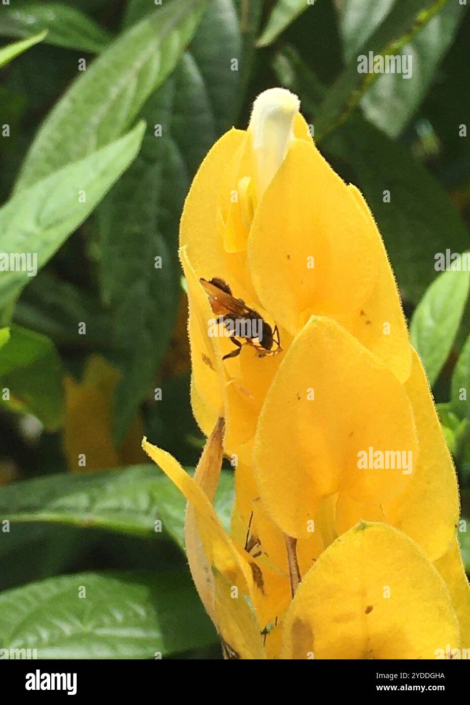 Red-tailed Stingless Bee (Trigona fulviventris Stock Photo - Alamy
