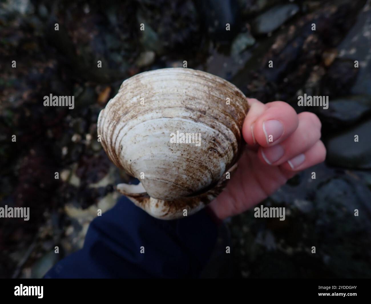 Butter Clam (Saxidomus gigantea Stock Photo - Alamy