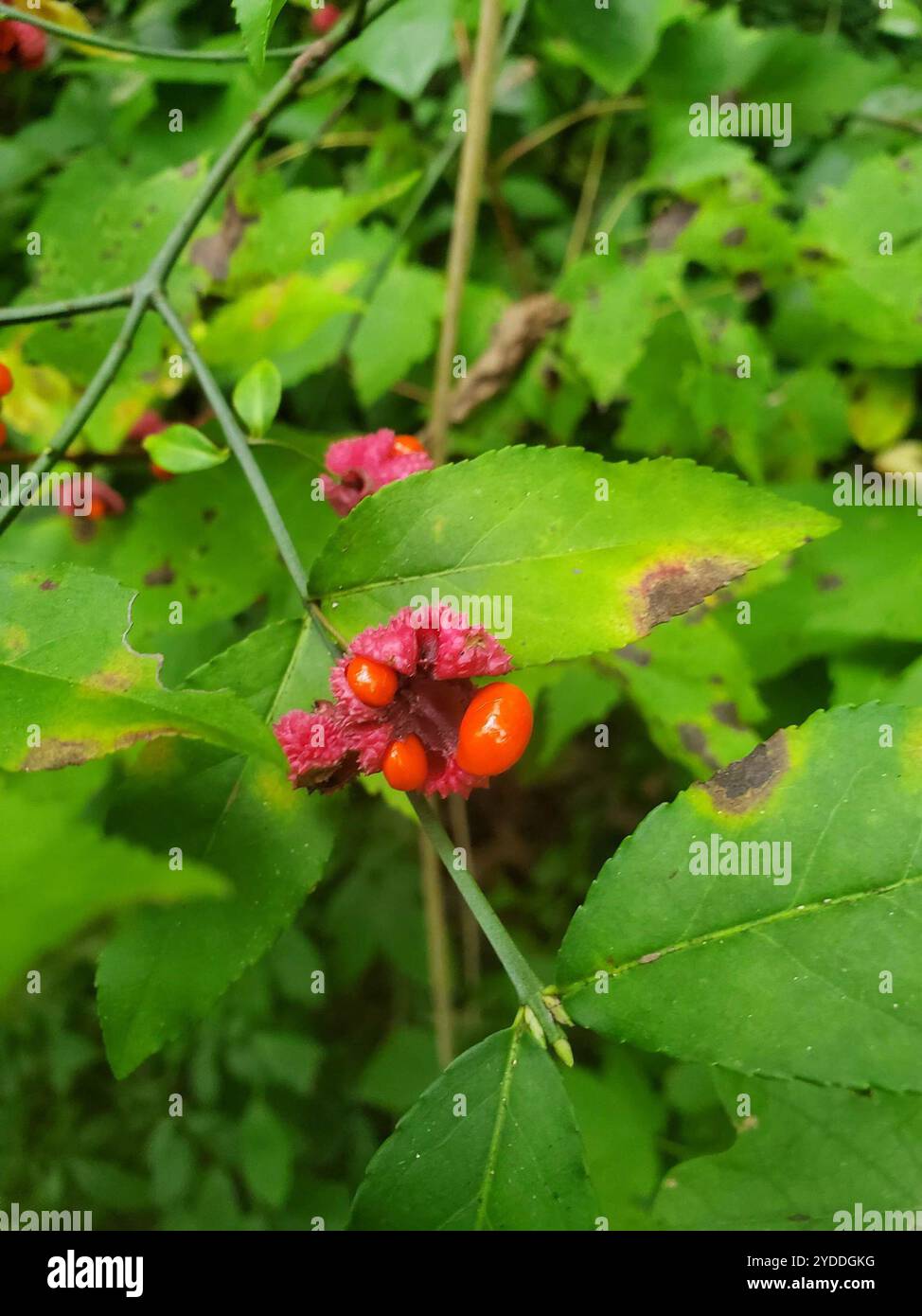 strawberry bush (Euonymus americanus Stock Photo - Alamy