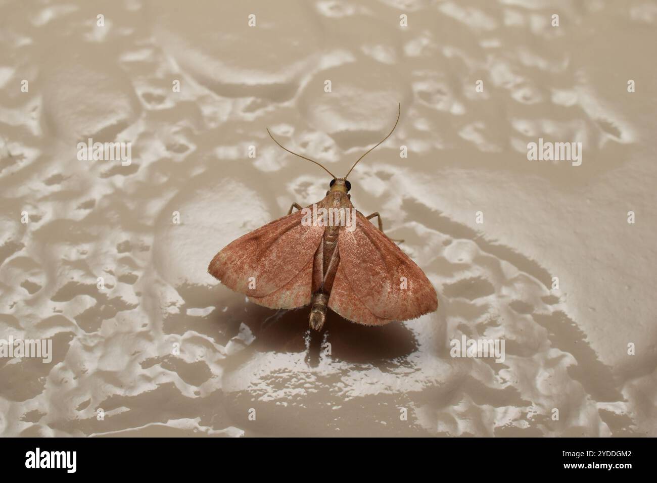 Endotricha hi-res stock photography and images - Alamy