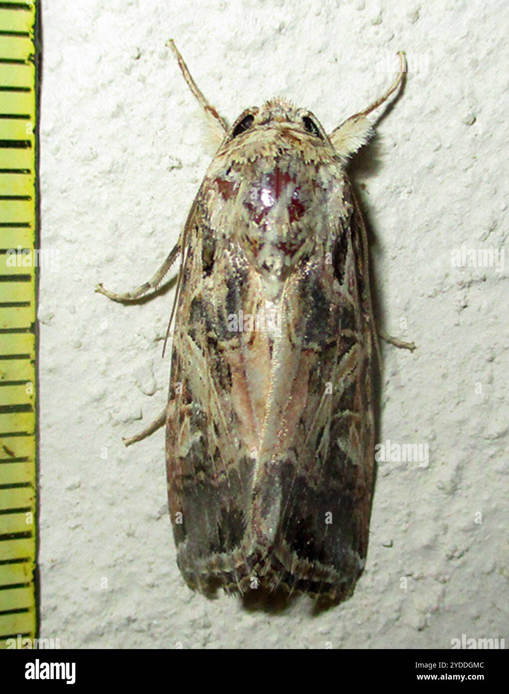 Mediterranean Brocade (Spodoptera littoralis Stock Photo - Alamy