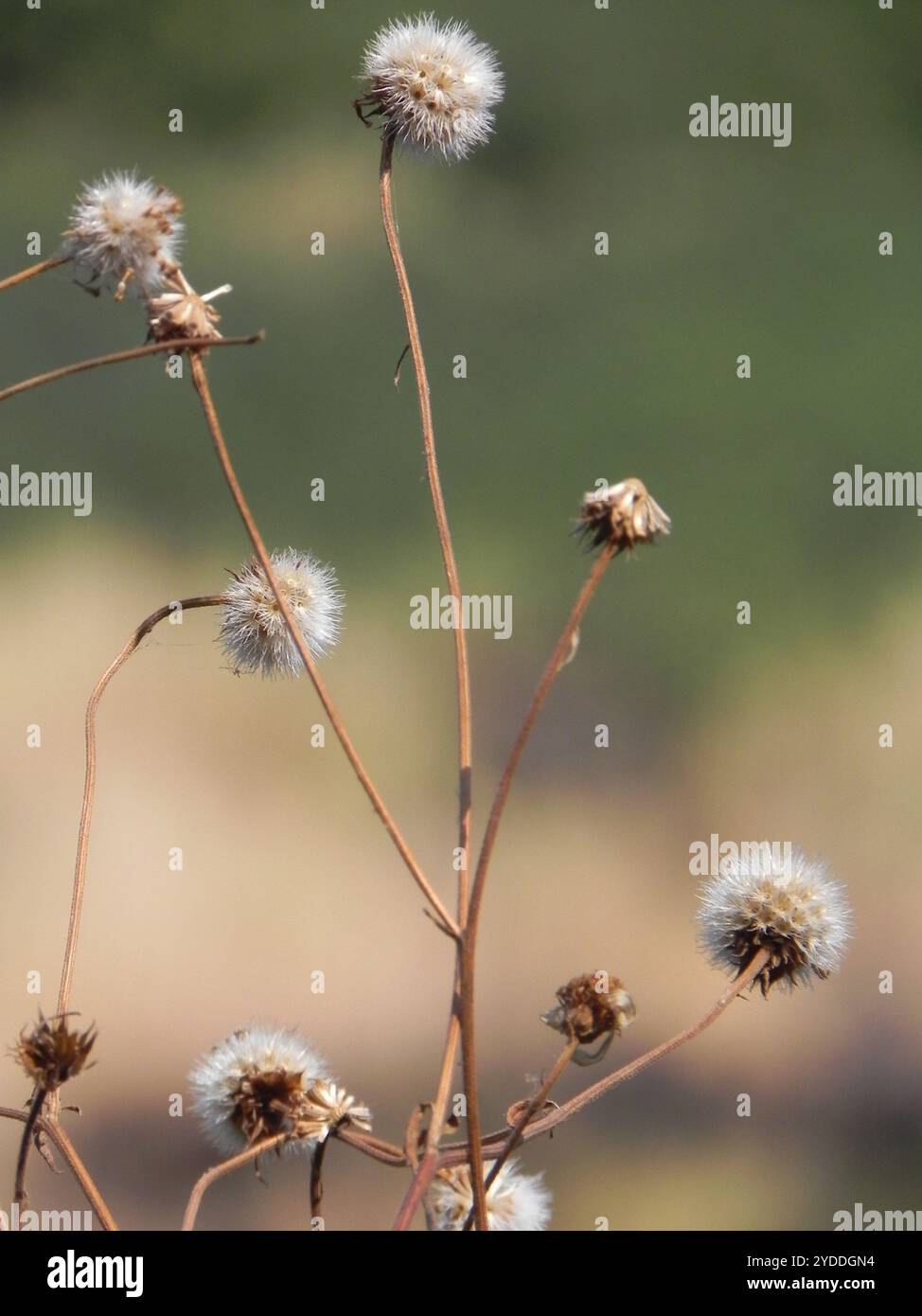 Witchweed hi-res stock photography and images - Alamy