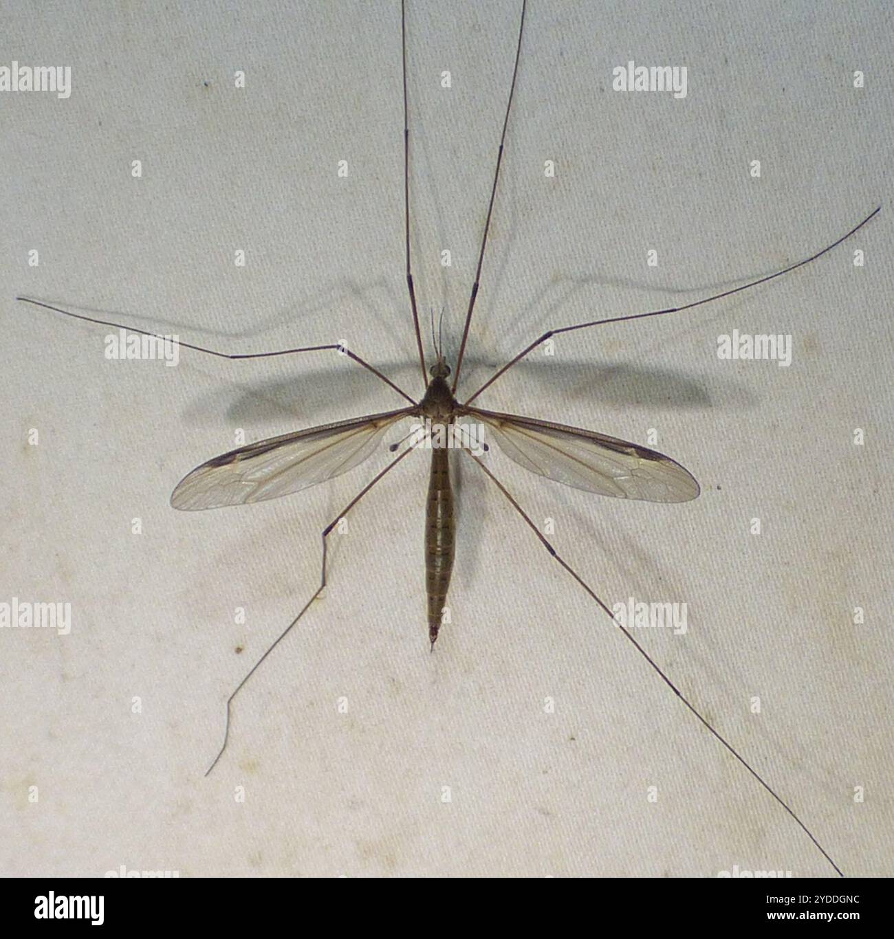 Common Crane Flies (Tipula Stock Photo - Alamy