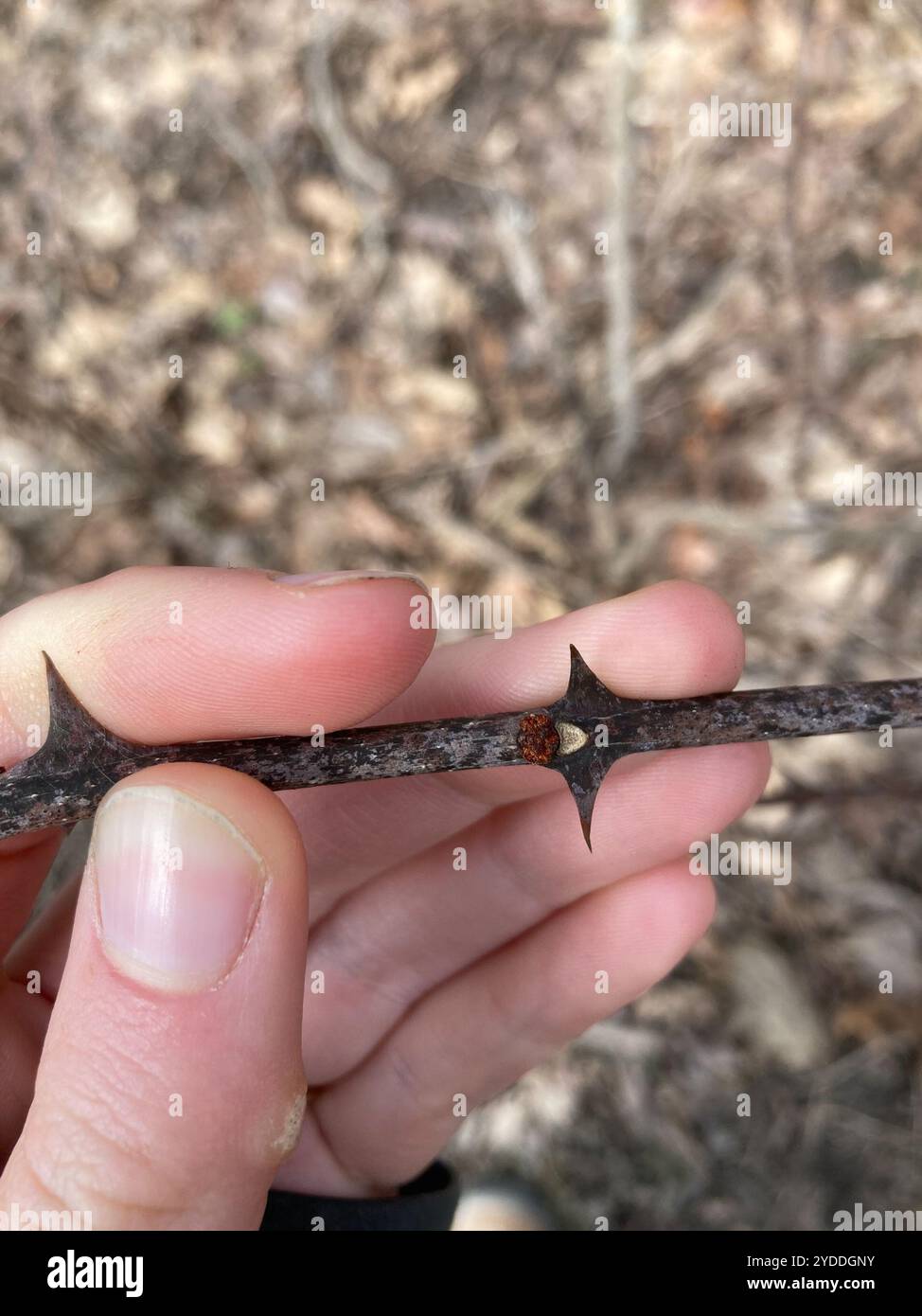 common prickly ash (Zanthoxylum americanum Stock Photo - Alamy
