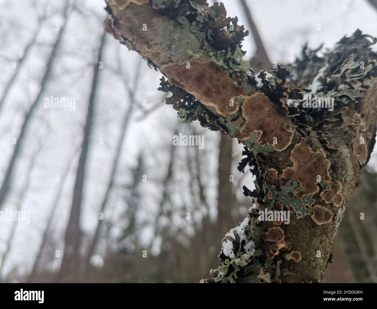 Milk-white Toothed Polypore (Irpex lacteus Stock Photo - Alamy