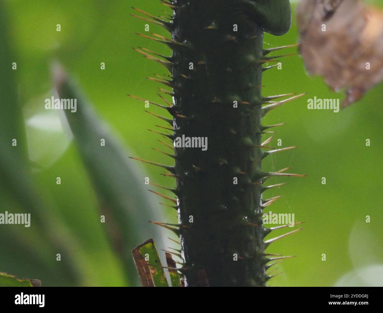 Yellow Rotang Palm (Calamus formosanus Stock Photo - Alamy